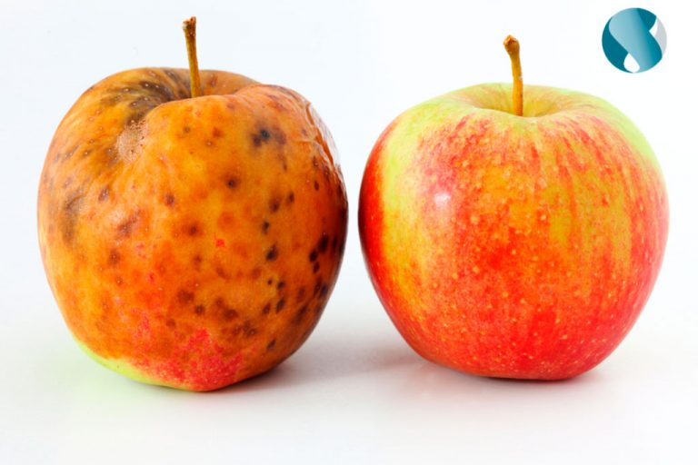 Biolab Siete Mares | ¿Sabes que es ese hongo que sale en tu manzana ...